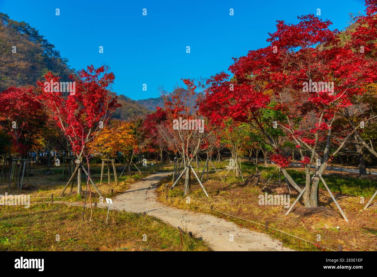 Colorful trees alongside a path at Naejangsan national park in republic ...