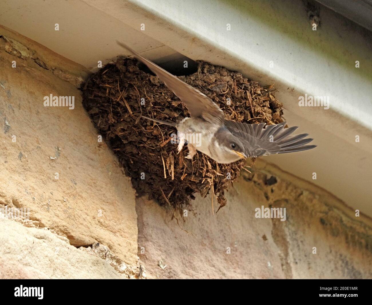 sequence of 8 images of maiden flight of fledgling House Martin ...