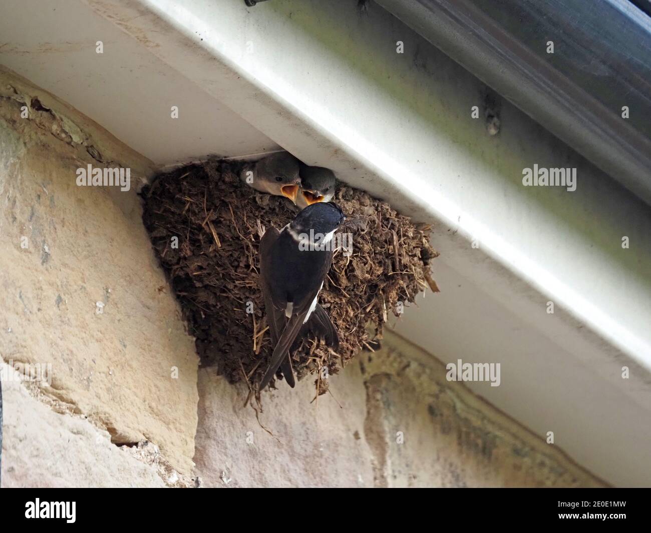 parent Northern or Common House Martin (Delichon urbicum) visiting ...