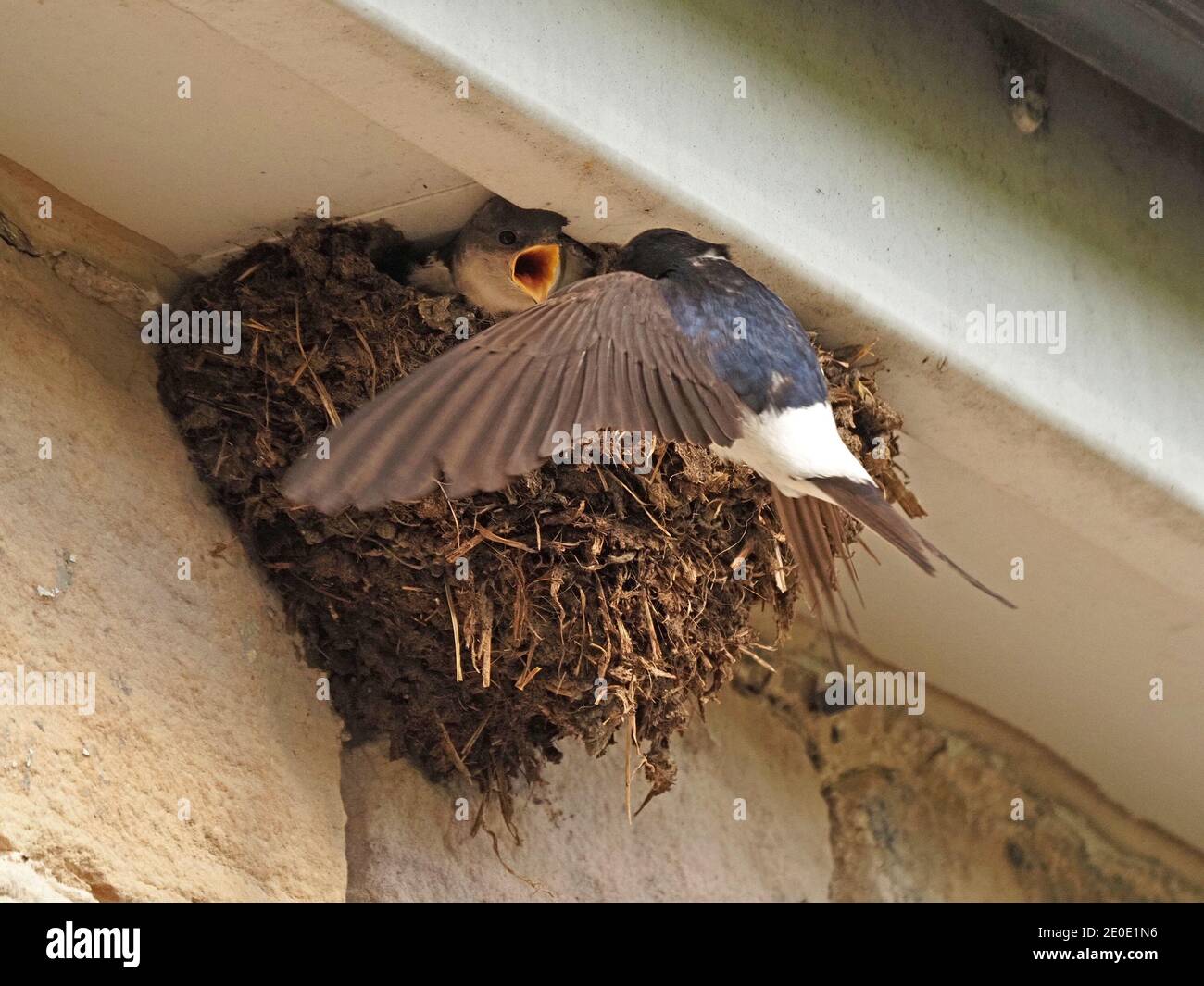 parent Northern or Common House Martin (Delichon urbicum) visiting ...