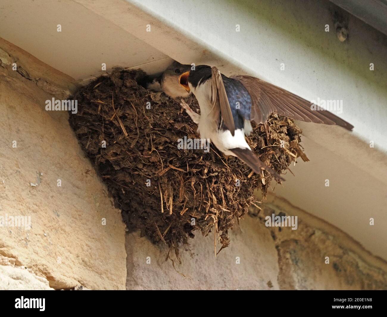 Common house martin feather hi-res stock photography and images - Alamy