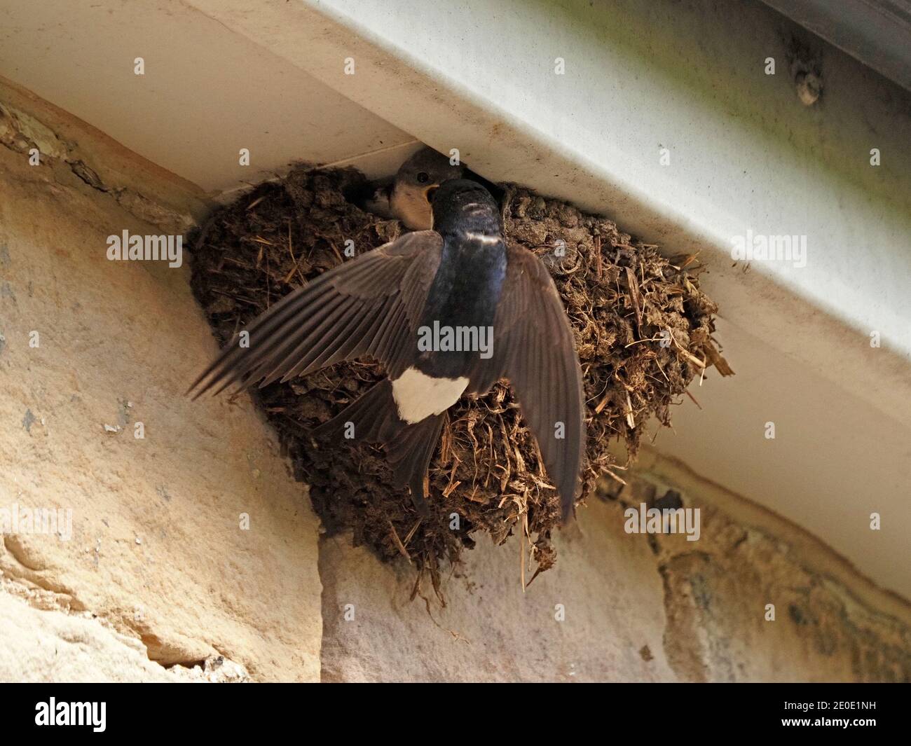parent Northern or Common House Martin (Delichon urbicum) visiting ...