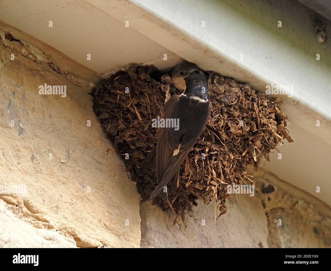 parent Northern or Common House Martin (Delichon urbicum) visiting ...