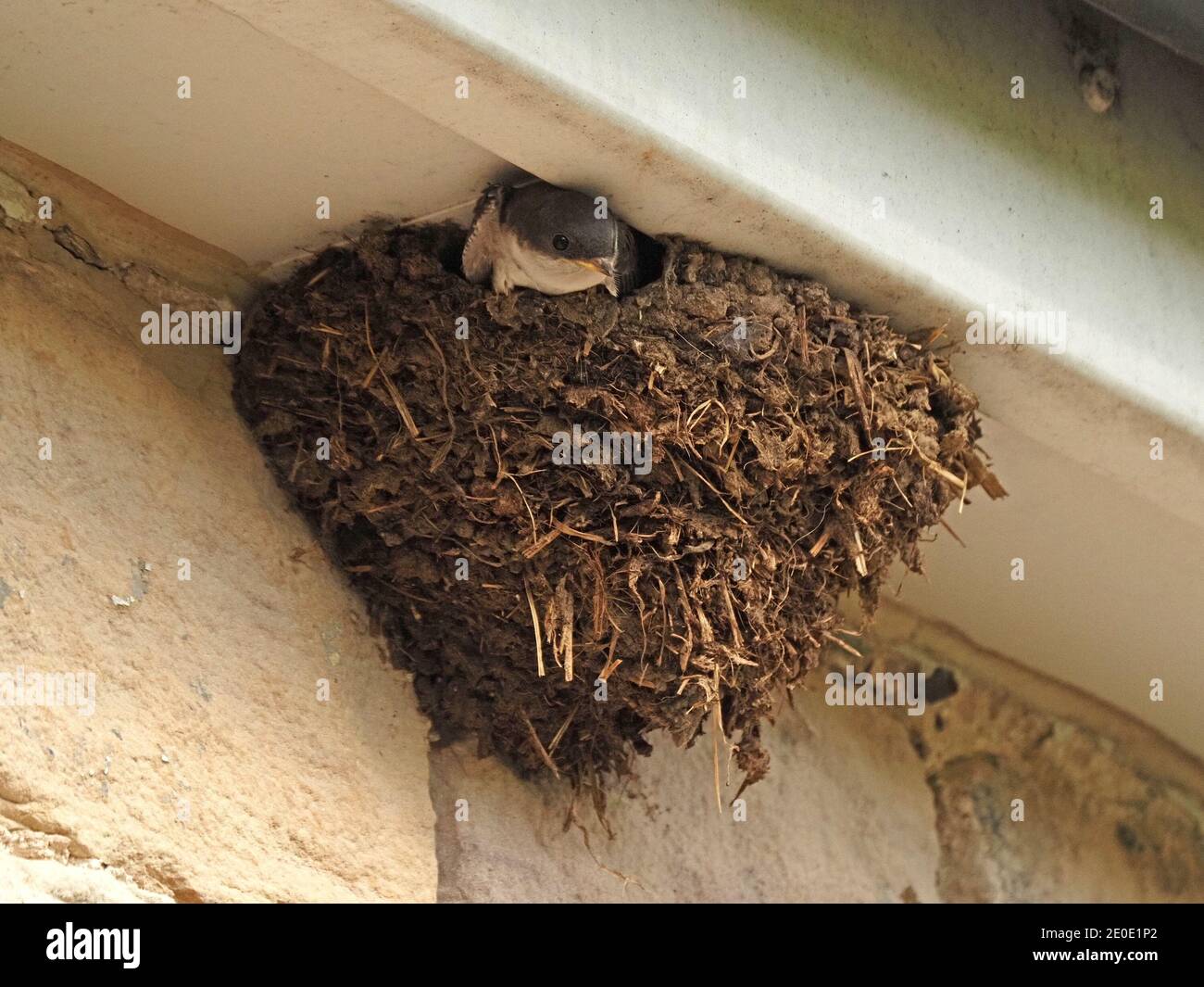 sequence of 8 images of maiden flight of fledgling House Martin ...