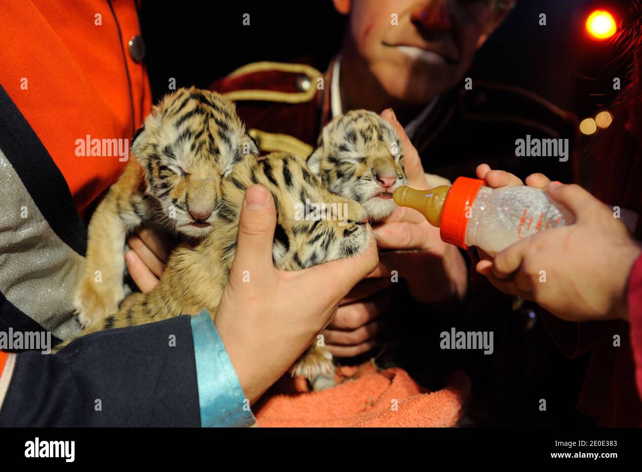 Baby tiger feeding on bottle hi-res stock photography and images - Alamy