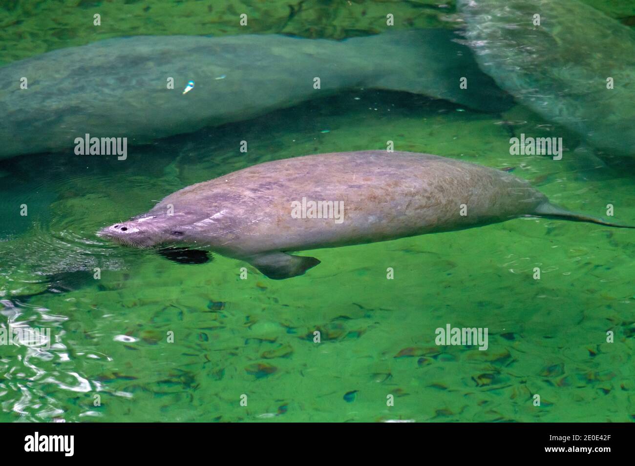 Manatees at Blue Springs State Park in Florida Stock Photo - Alamy