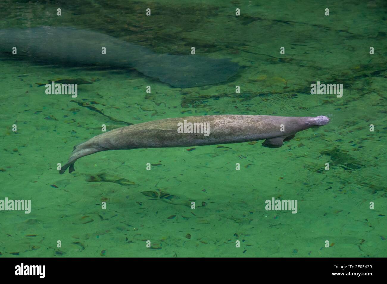 Manatees at Blue Springs State Park in Florida Stock Photo - Alamy