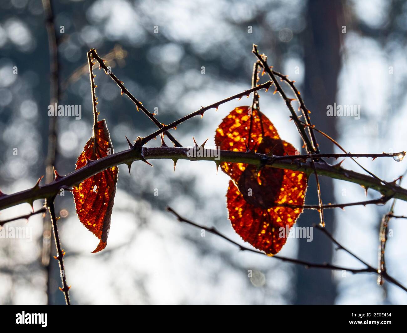 Brambles silhouette hi-res stock photography and images - Alamy