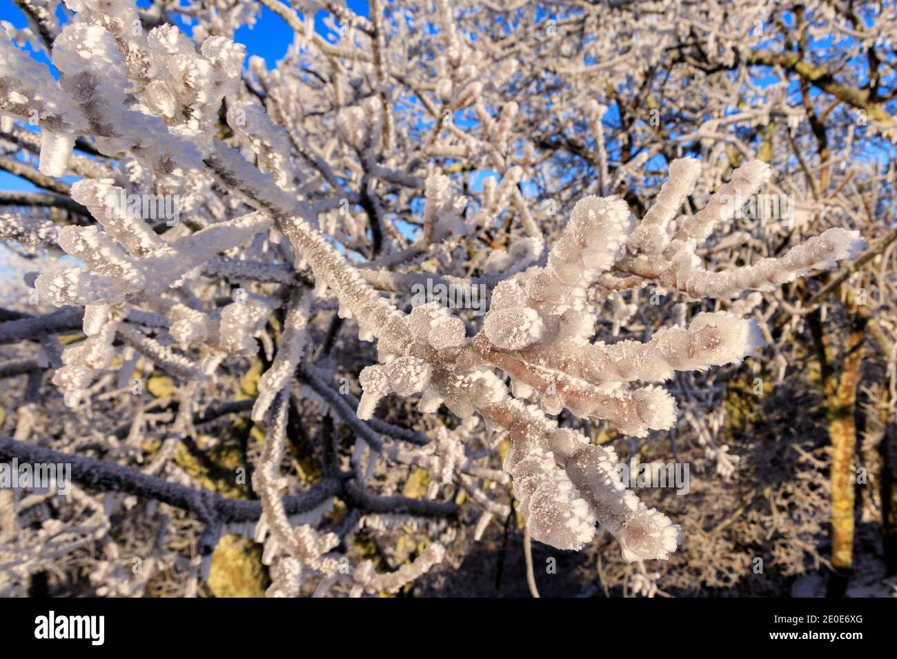 Branches of oak tree hi-res stock photography and images - Alamy