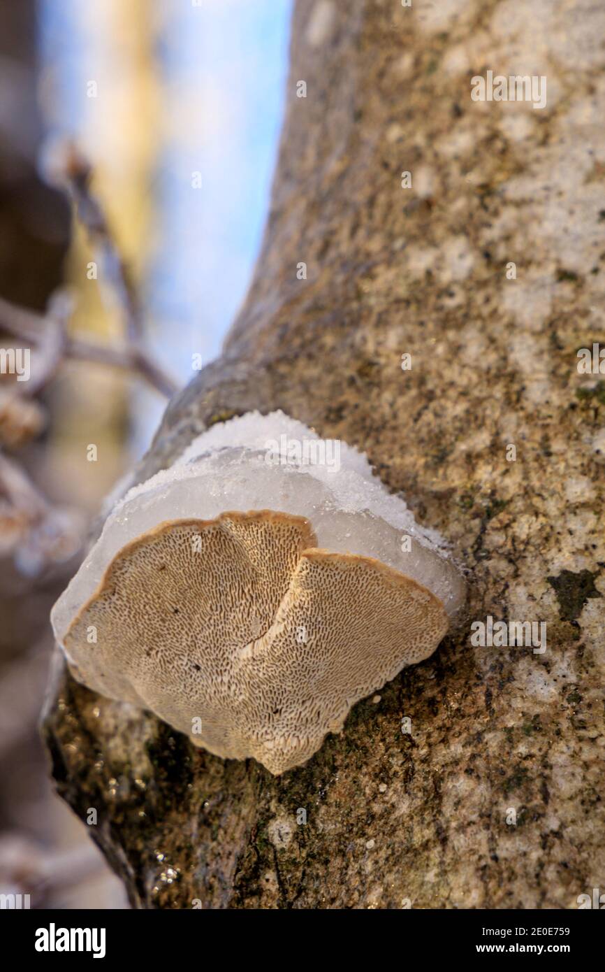 Closeup of Shelf Fungus on tree trunk covered in ice and snow Stock ...