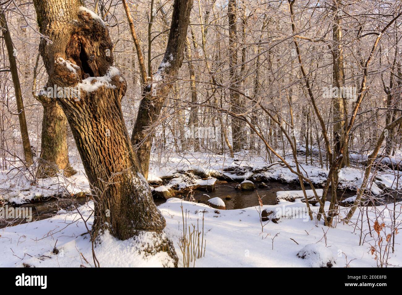 Hollow tree in front of rocky stream running through snow and ice in ...