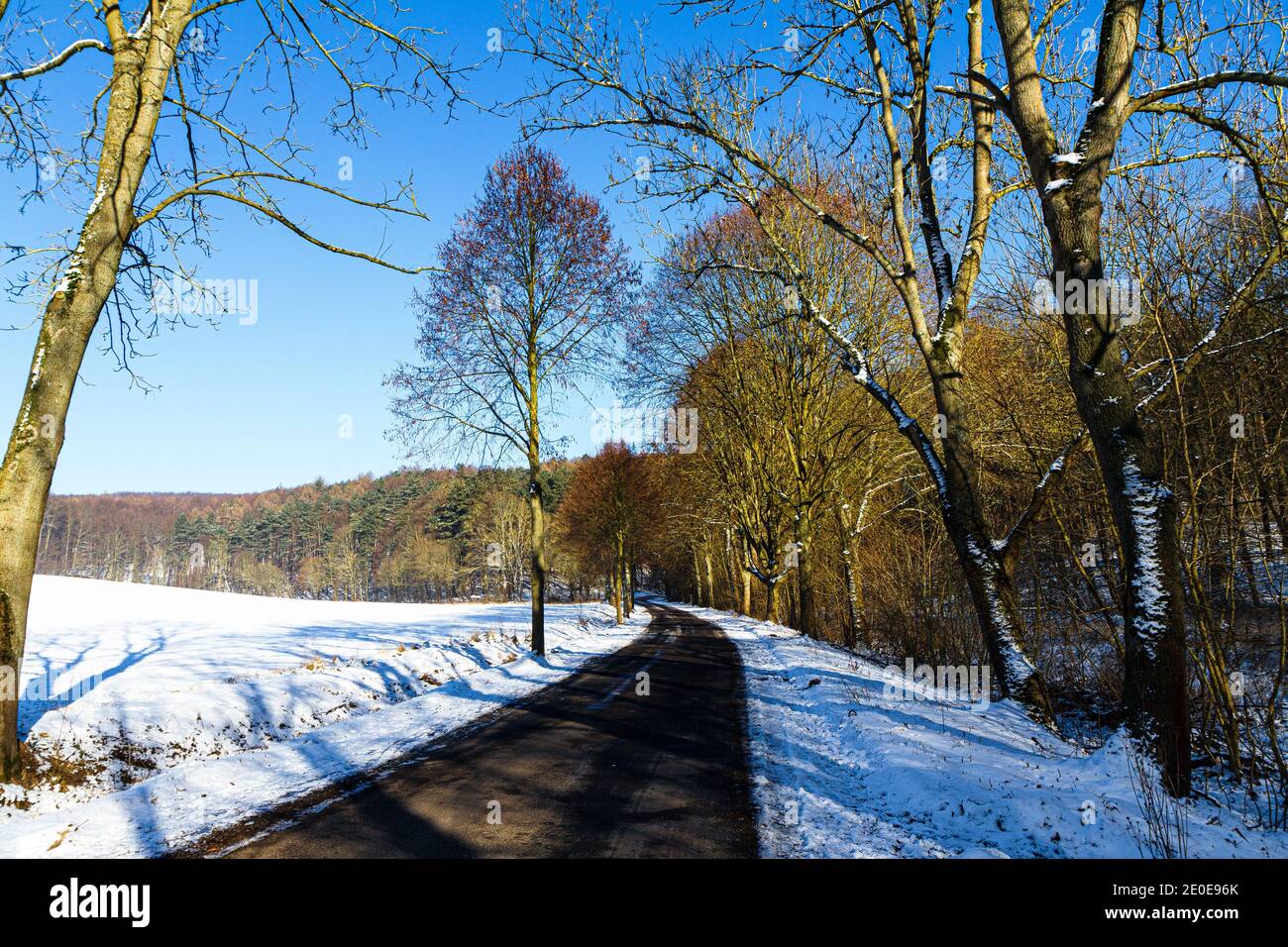 Unique view of beautiful white winter forest wonderland scenery in ...