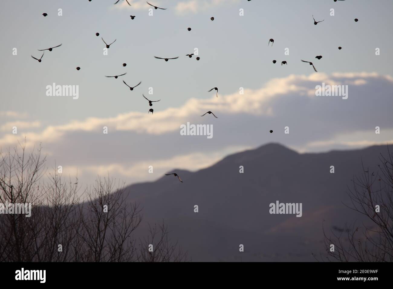 Sandhill Cranes at Whitewater Draw Stock Photo - Alamy