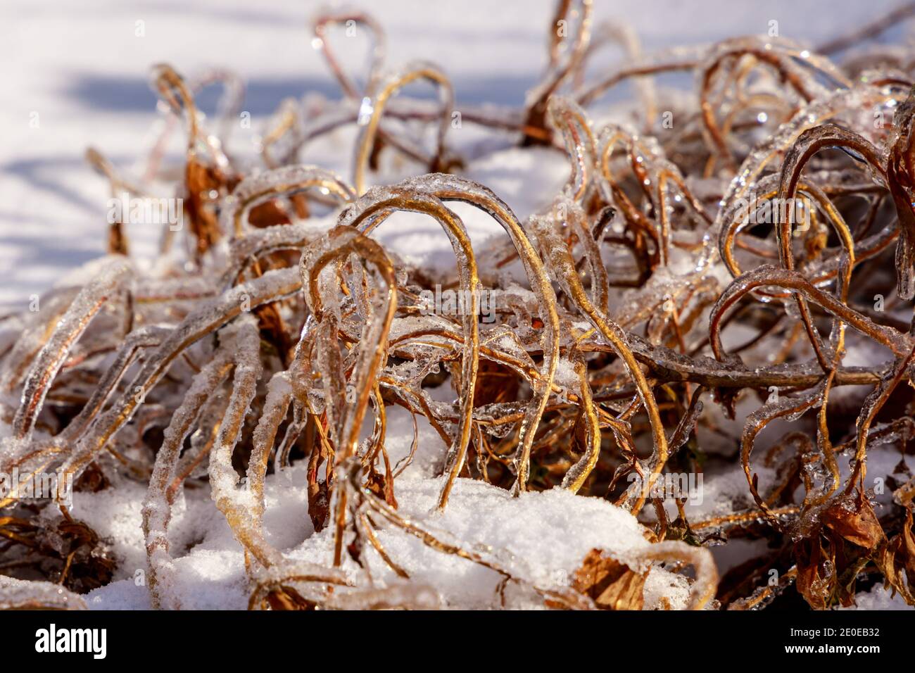 Curly plants hi-res stock photography and images - Alamy