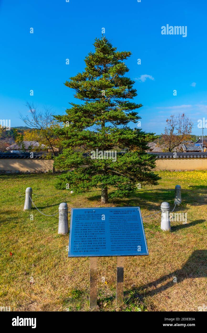 Tree planted by queen Elizabeth II at Hahoe folk village in Republic of ...