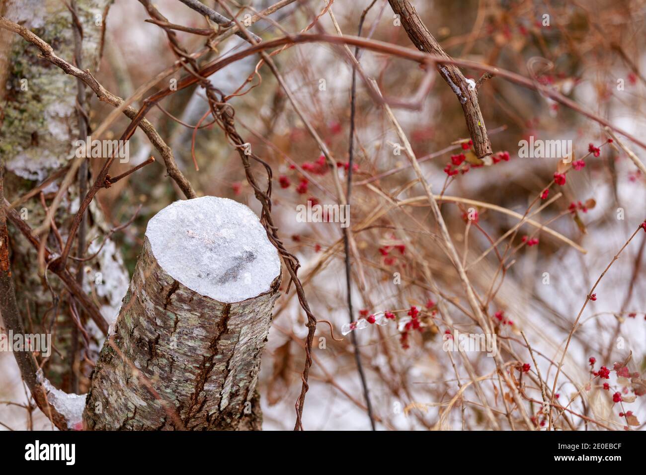 Ice covered tree stump and red berries along Appalachian Trail in Blue ...