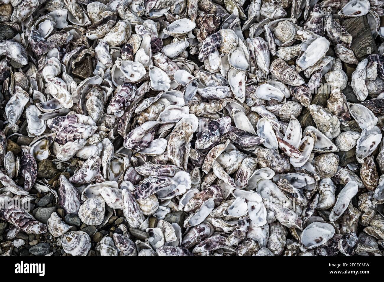 Pile of oyster shells hi-res stock photography and images - Alamy