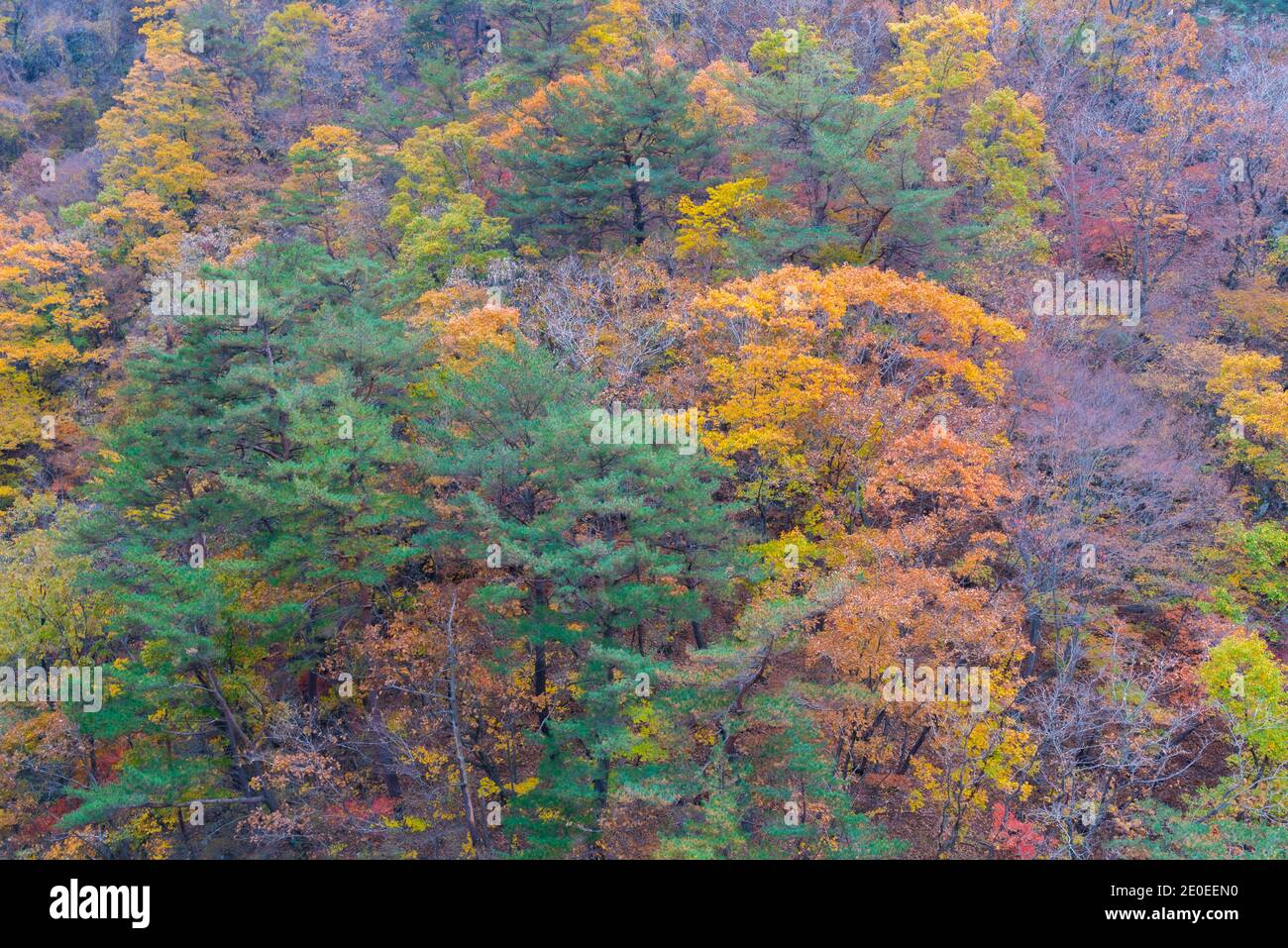 Colorful trees during autumn foliage season at Juwangsan national park ...
