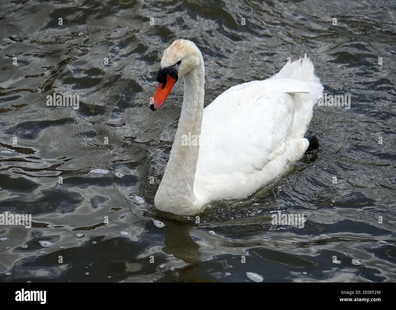 Germany black swan hi-res stock photography and images - Alamy