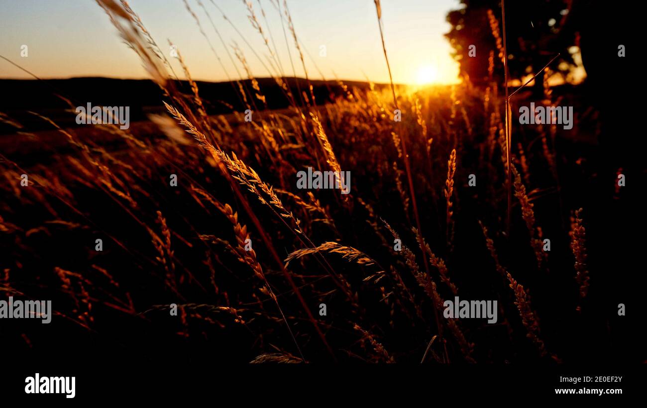 The Golden Hour in late summer. Sunset over a cornfield. Ripe corn is ...