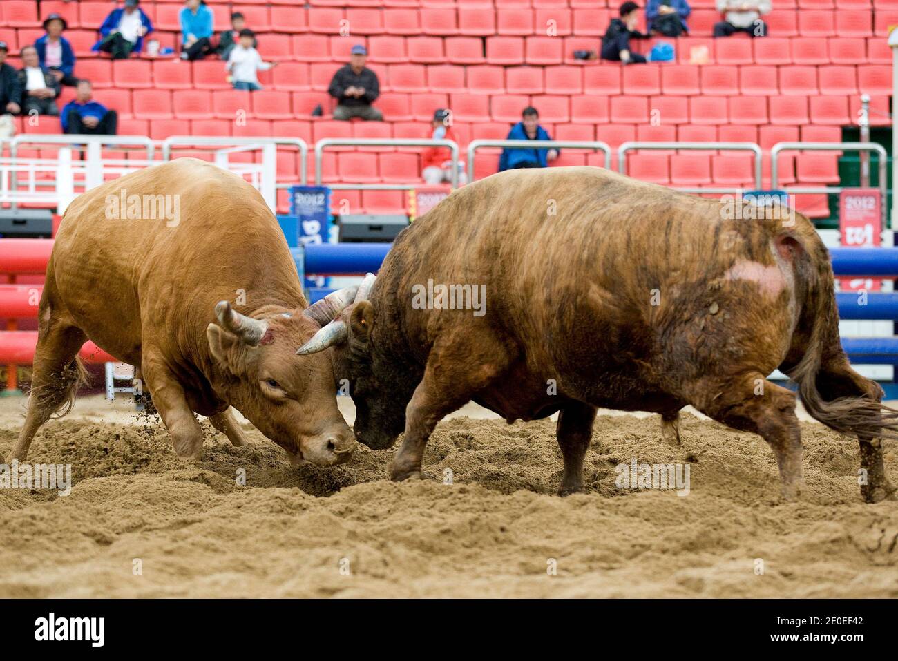Bulls wrestle during the the bull fighting festival in Cheongdo, South ...