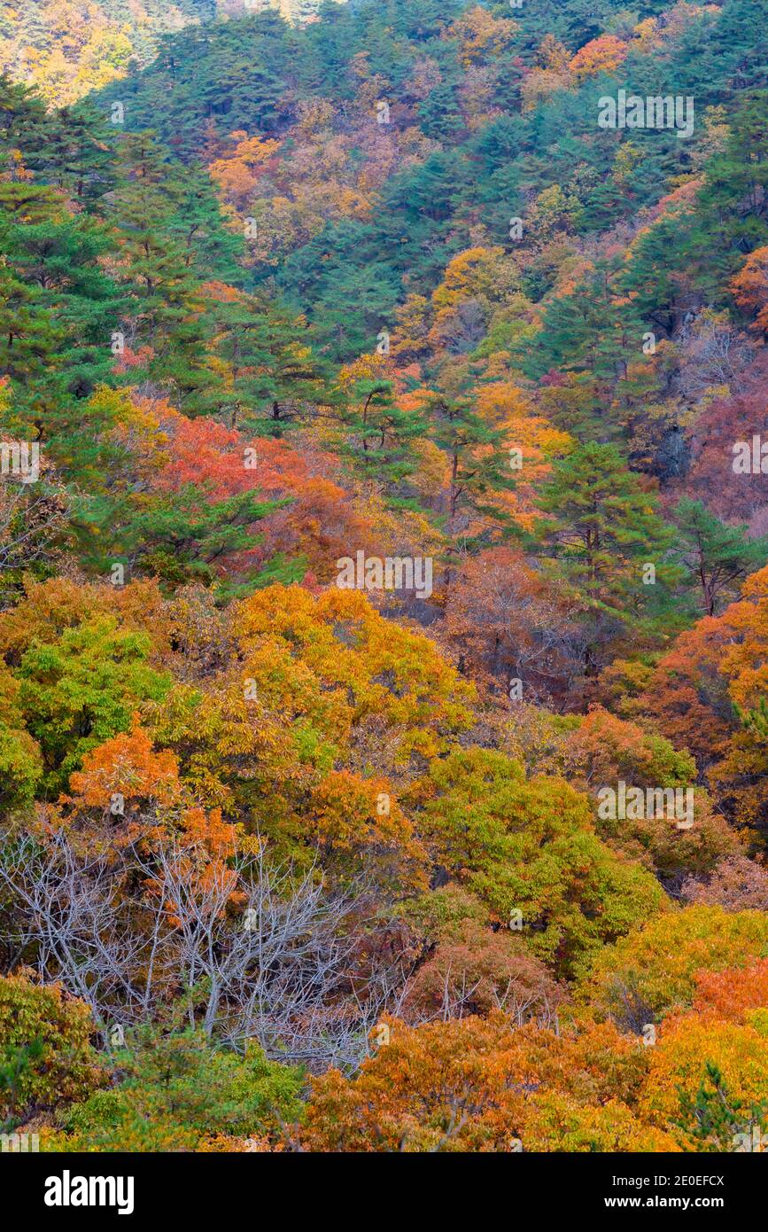 Colorful trees during autumn foliage season at Juwangsan national park ...