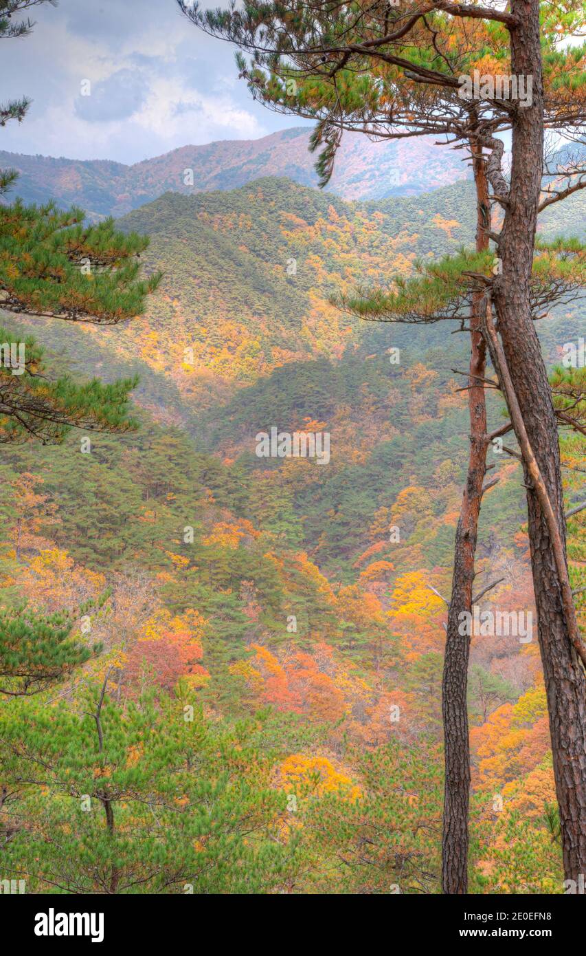 Colorful trees during autumn foliage season at Juwangsan national park ...