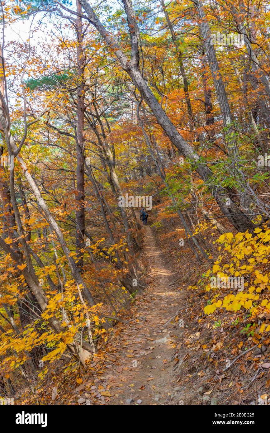 Colorful trees alongside a path at Juwangsan national park in republic ...