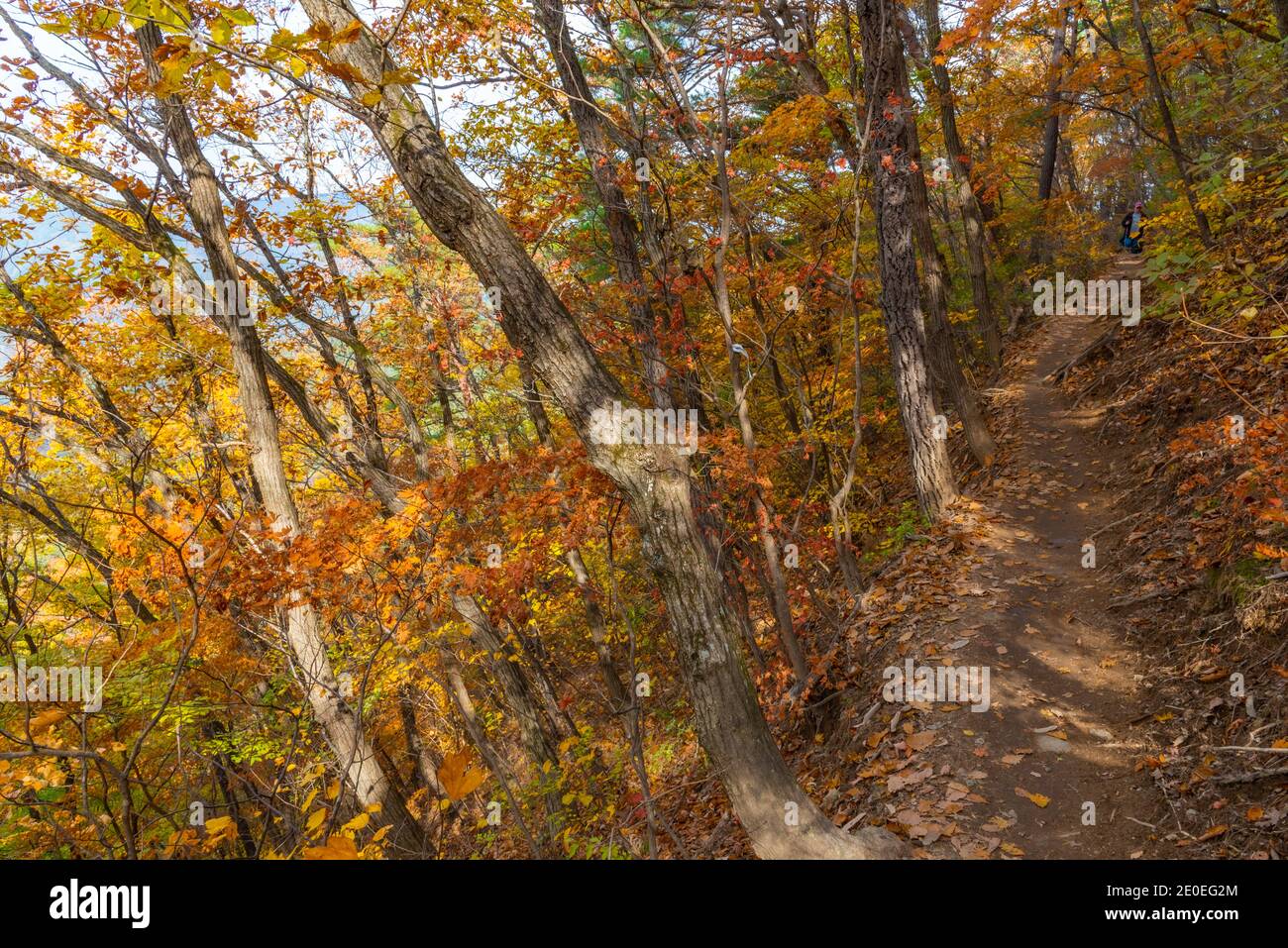Colorful trees alongside a path at Juwangsan national park in republic ...