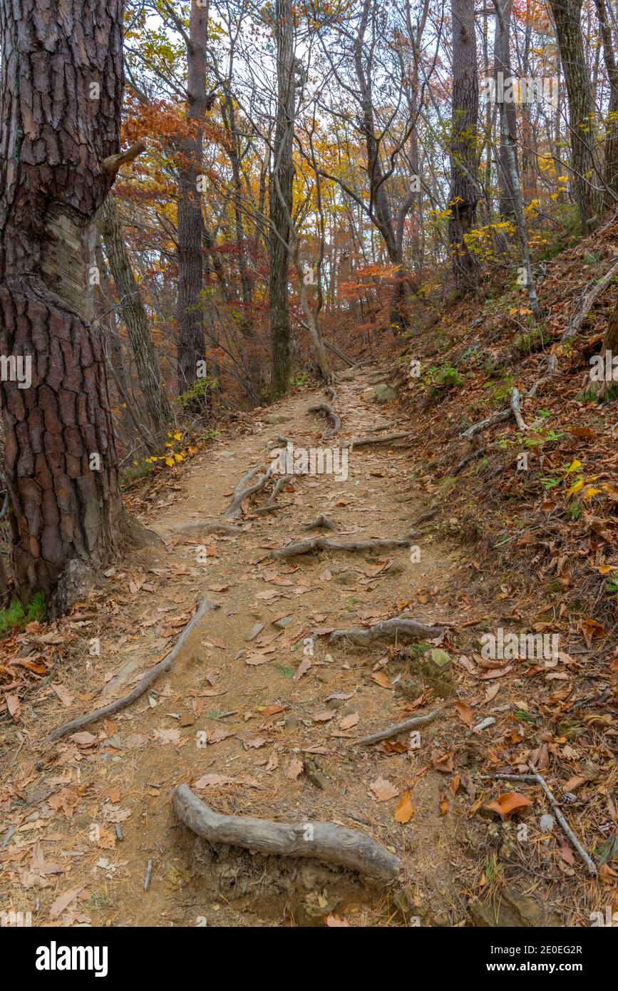 Colorful trees alongside a path at Juwangsan national park in republic ...