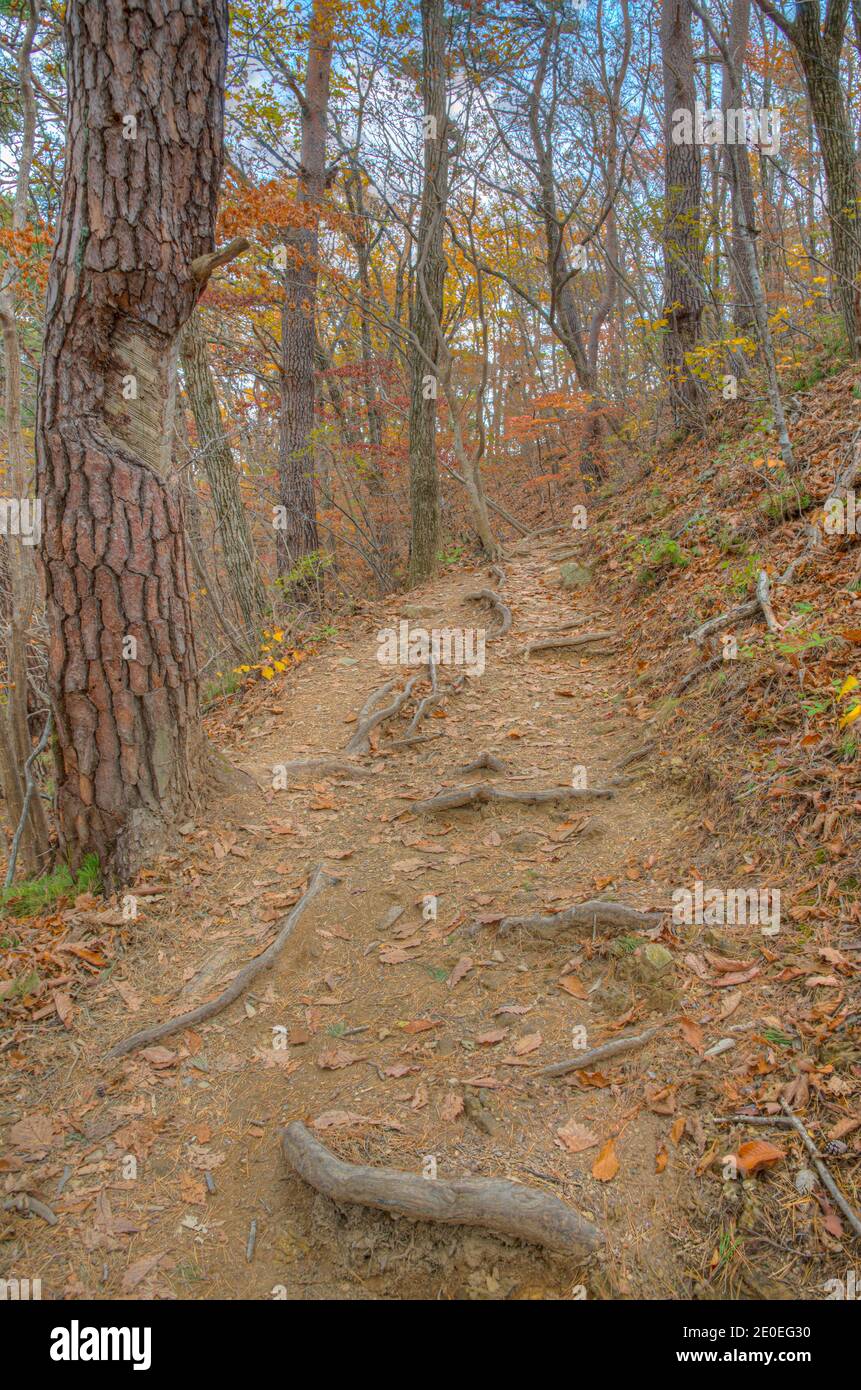 Colorful trees alongside a path at Juwangsan national park in republic ...