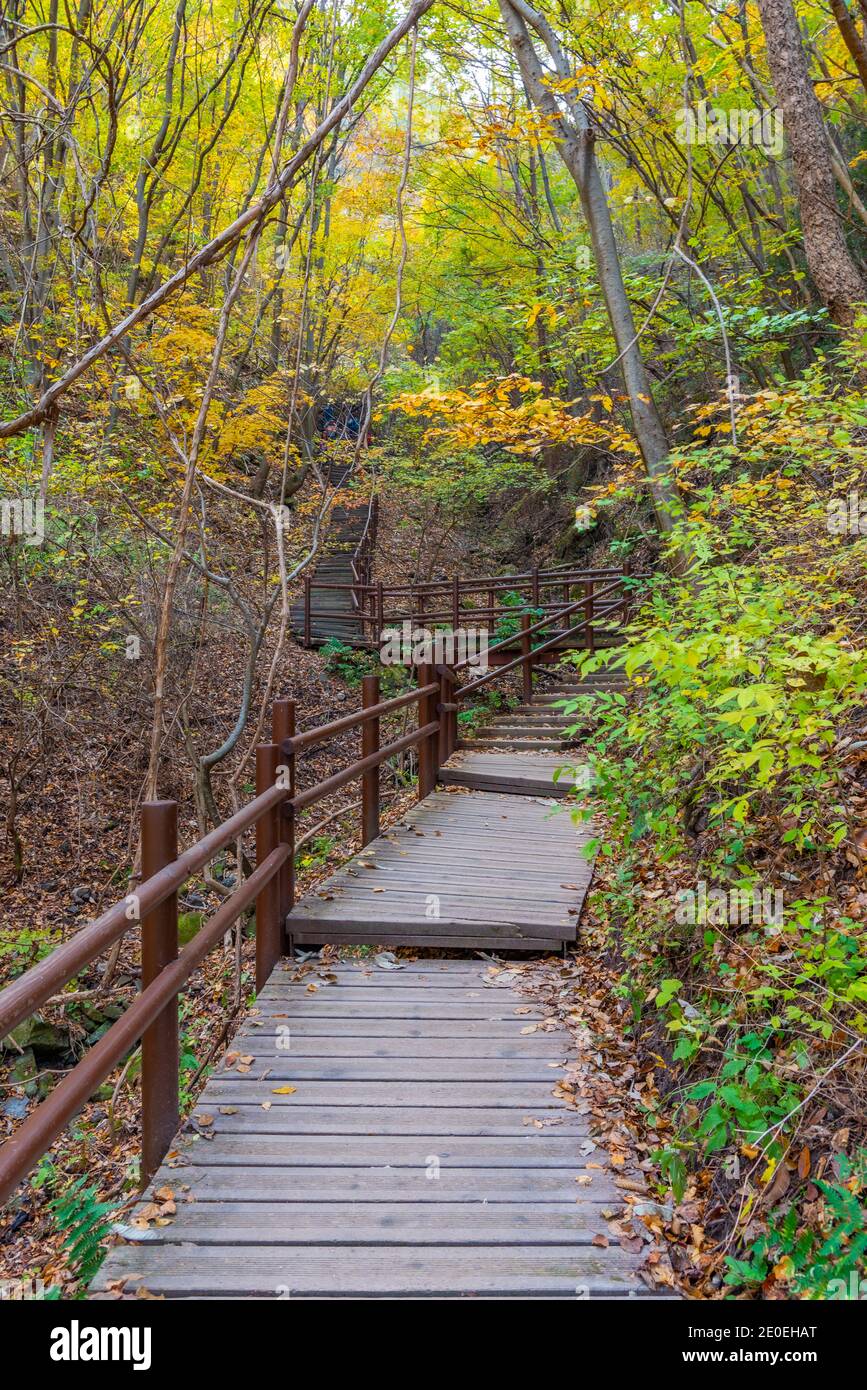 Colorful trees alongside a path at Juwangsan national park in republic ...