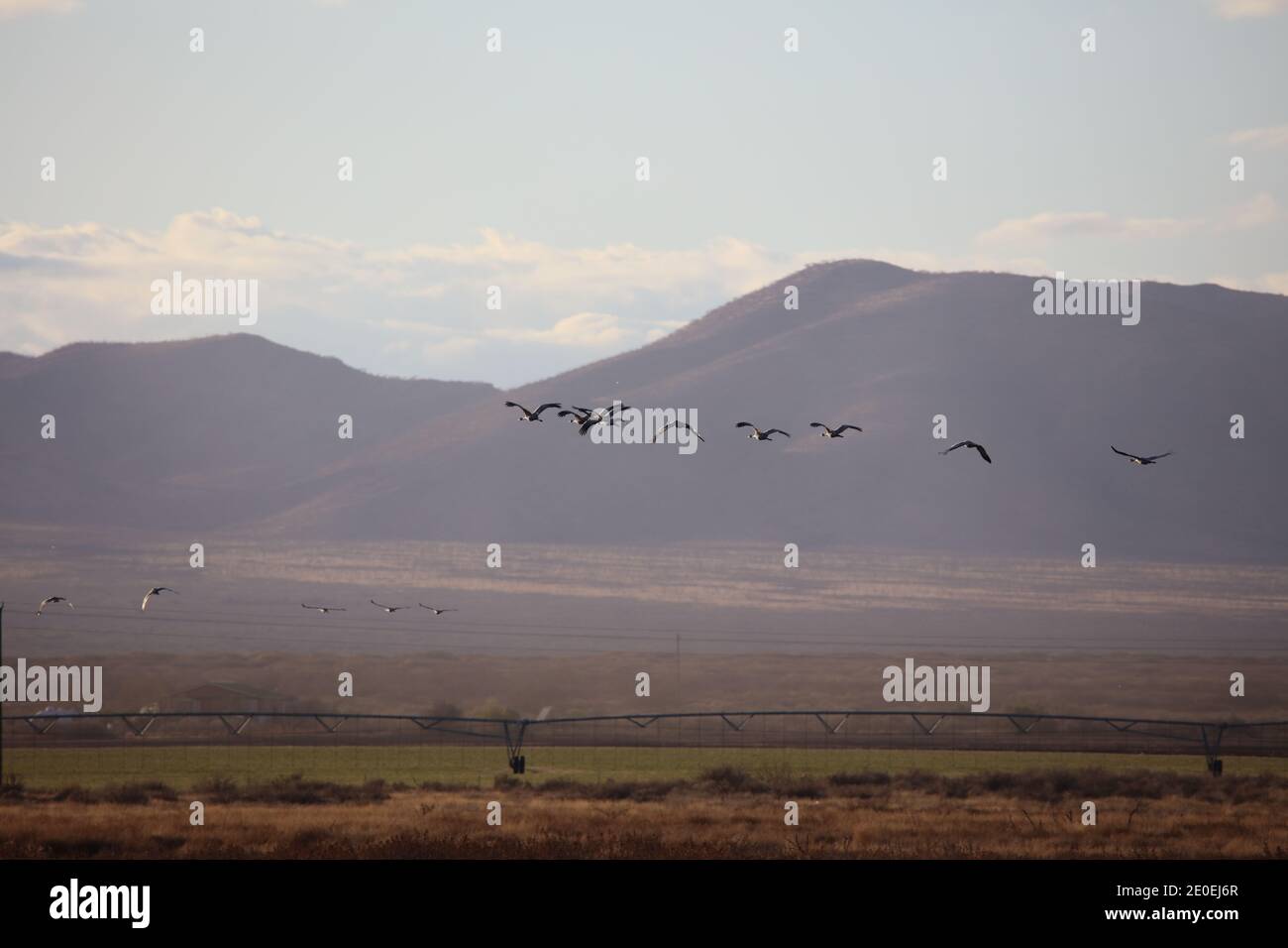 Sandhill Cranes at Whitewater Draw Stock Photo - Alamy