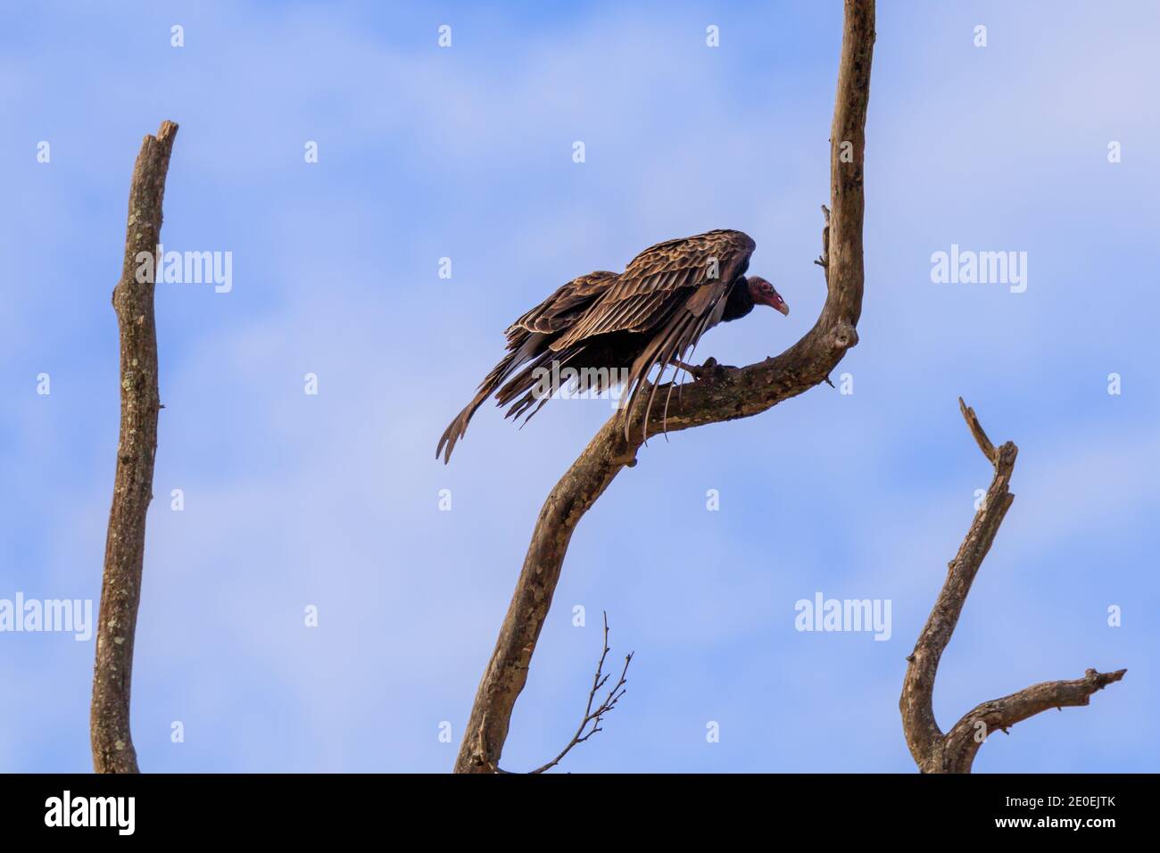 Turkey vulture with wings spread on dead tree limb Stock Photo - Alamy
