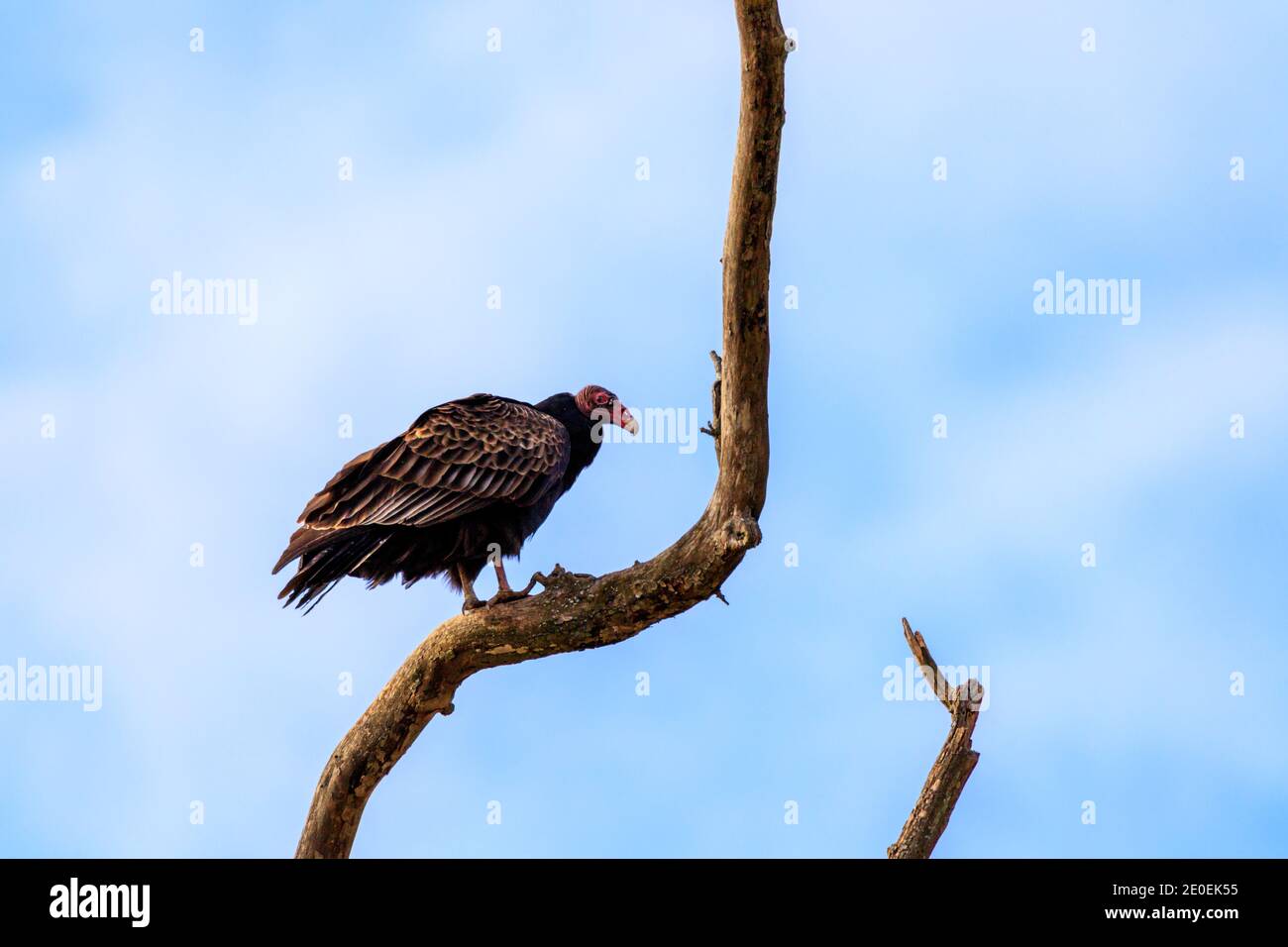 Dead tree limb hi-res stock photography and images - Alamy