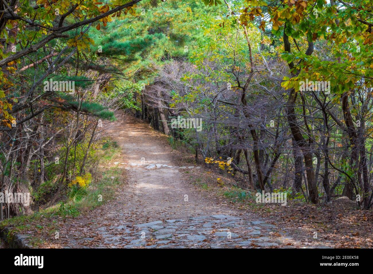 Colorful trees alongside a path at Namsan national park in republic of ...