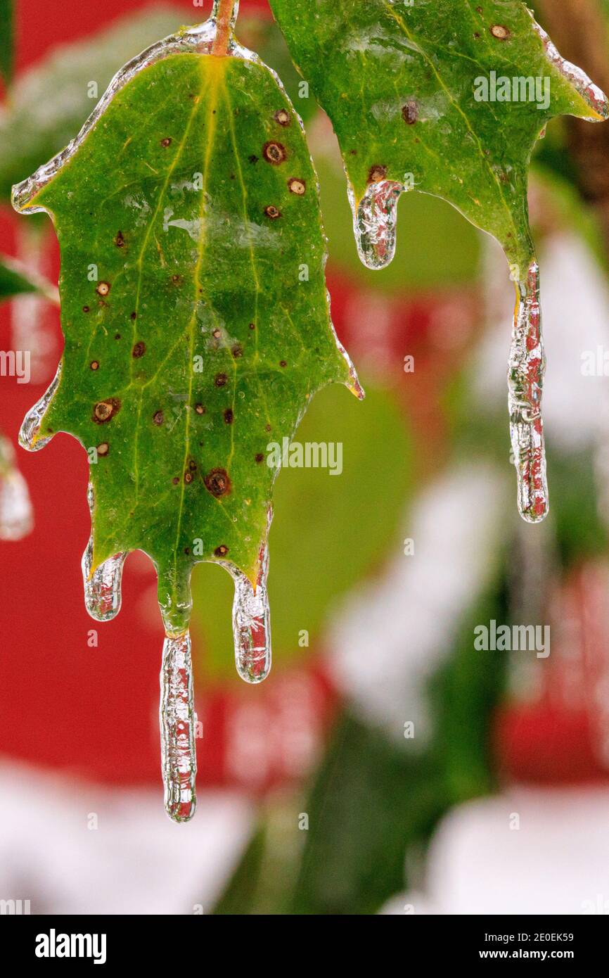Holly in ice hi-res stock photography and images - Alamy