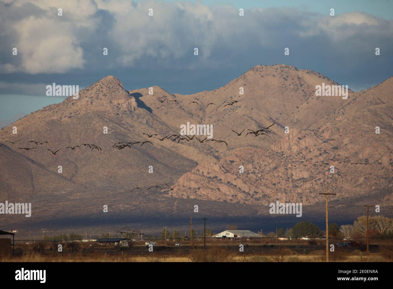 Sandhill Cranes at Whitewater Draw Stock Photo - Alamy