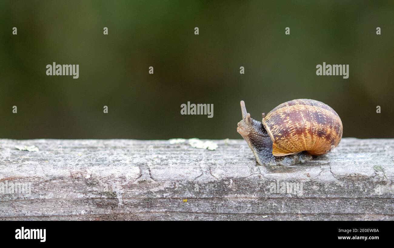 Girl snail hi-res stock photography and images - Alamy