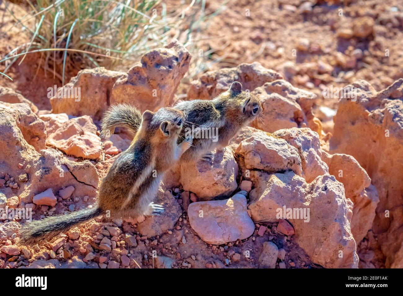 Two Golden-mantled Ground Squirrels in Bryce Canyon National Park, Utah ...