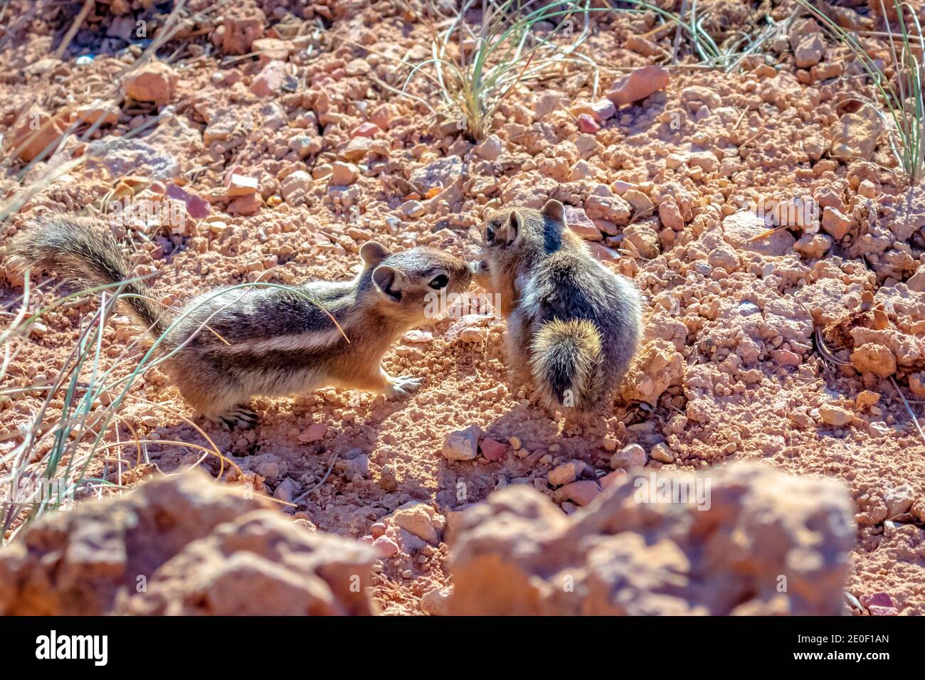 Two Golden-mantled Ground Squirrels in Bryce Canyon National Park, Utah ...