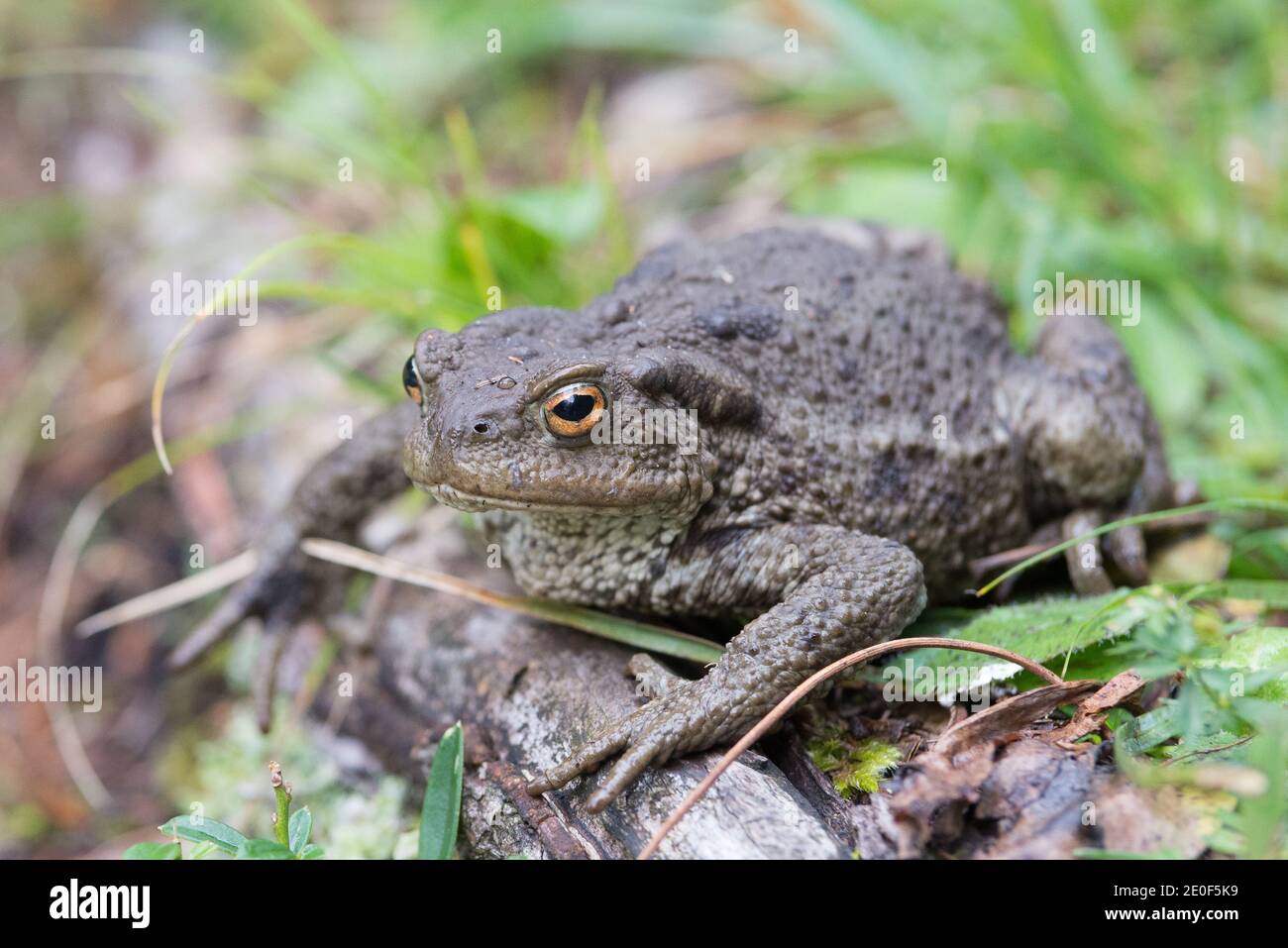 Close up shot of a large toad resting on a wooden trunk, common toad ...