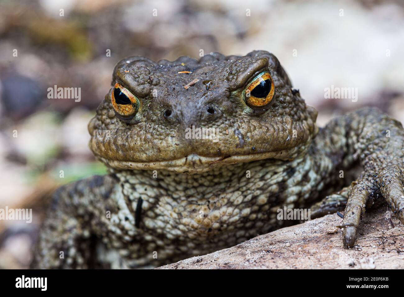 Close up shot of a large toad resting on a wooden trunk, common toad ...