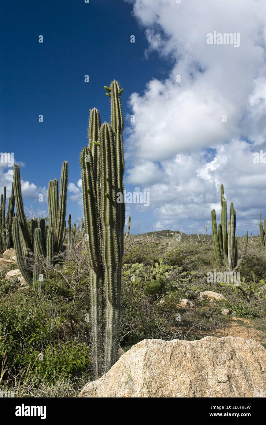 Arid tropics hi-res stock photography and images - Alamy