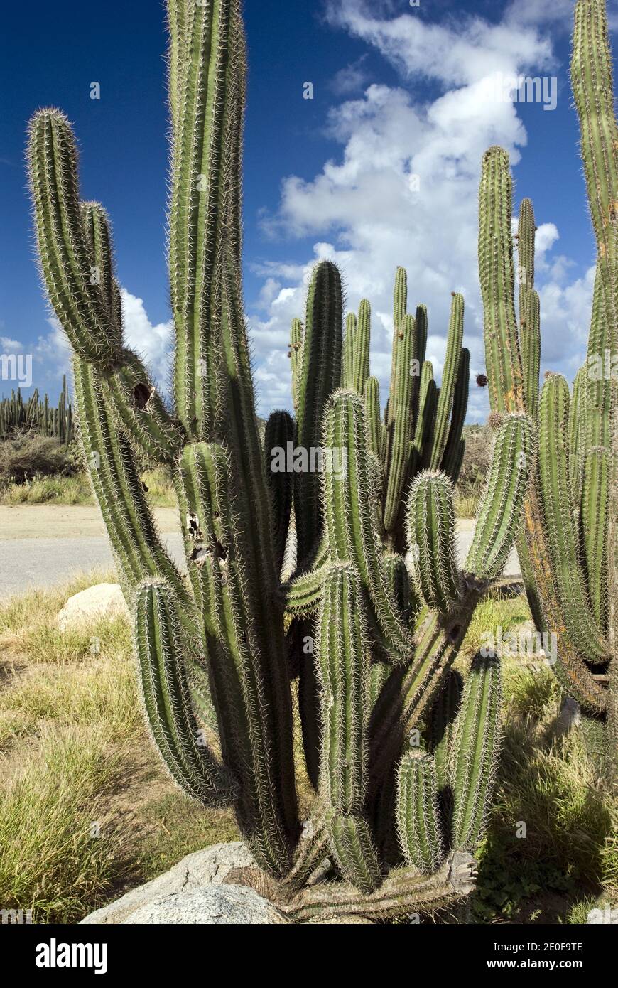 Cactus grow in the arid landscape near the Alto Vista Chapel, northeast ...