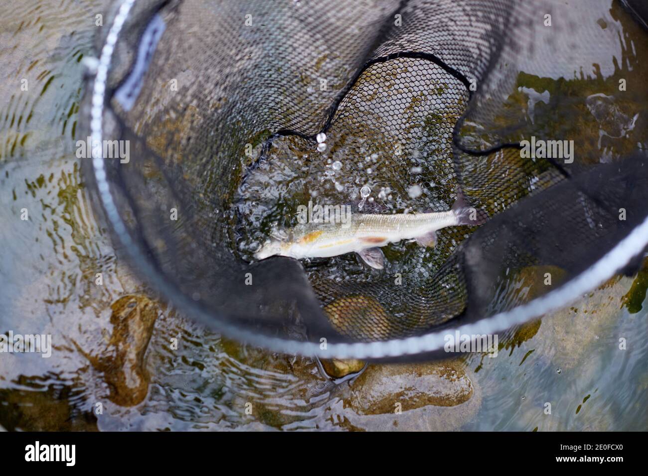 Fishing net with rainbow trout inside in mountain river. Fishing ...