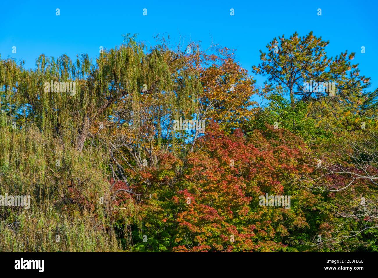 Colorful trees Bulguksa temple in republic of Korea Stock Photo - Alamy