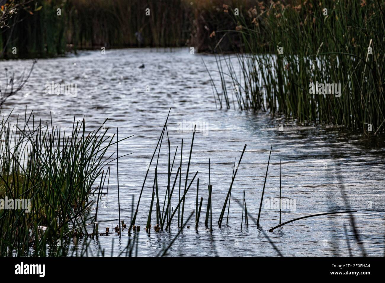 Ballona wetlands ecological reserve hi-res stock photography and images ...