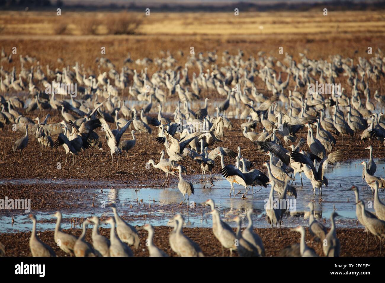 Sandhill Cranes at Whitewater Draw Stock Photo - Alamy