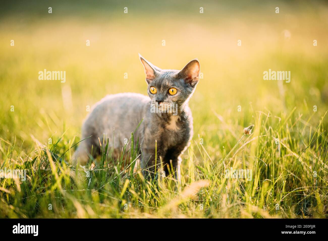 Young Gray Devon Rex Kitten In Green Grass. Short-haired Cat Of English ...